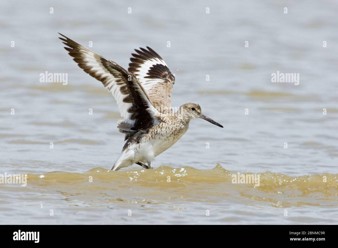 Willet (Tringa semipalmata) adult in breeding plumage. Waterloo, Trinidad, March Stock Photo - Alamy