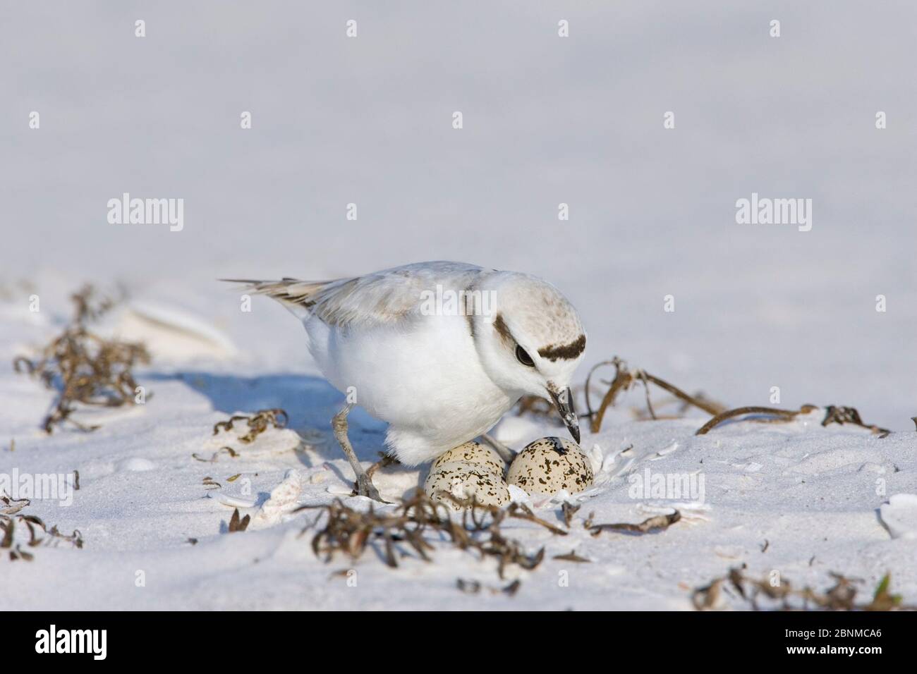 Snowy plover (Charadrius alexandrinus nivosus) male incubating eggs on ...