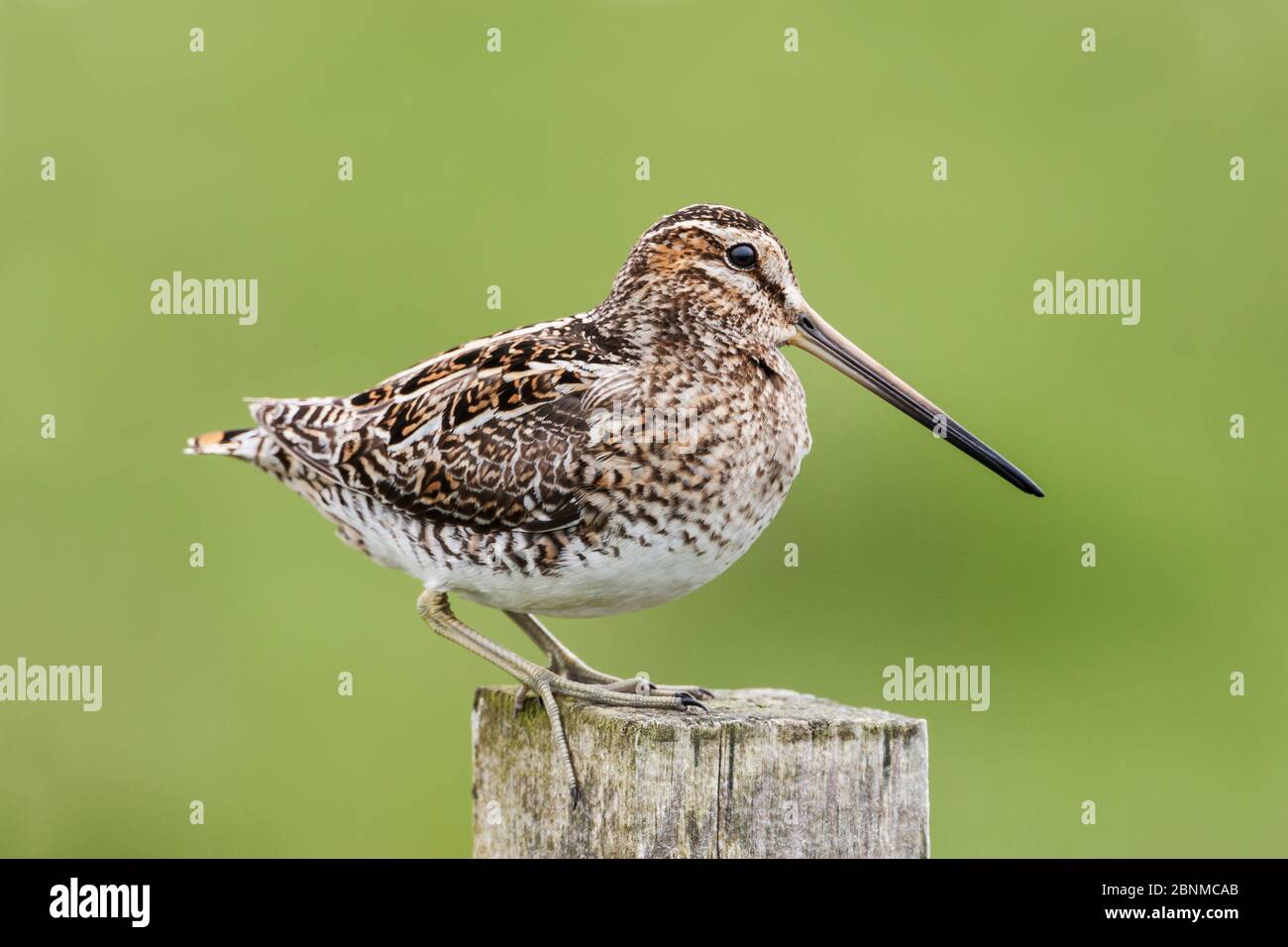 Common snipe (Gallinago gallinago) adult on fence post, overlooking ...