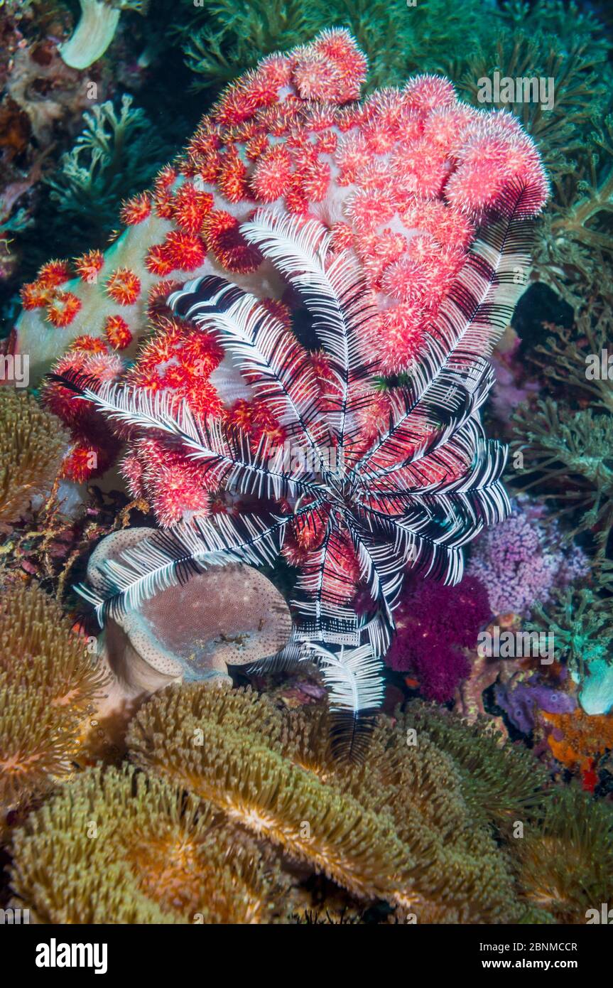Comatulida crinoid hi-res stock photography and images - Alamy