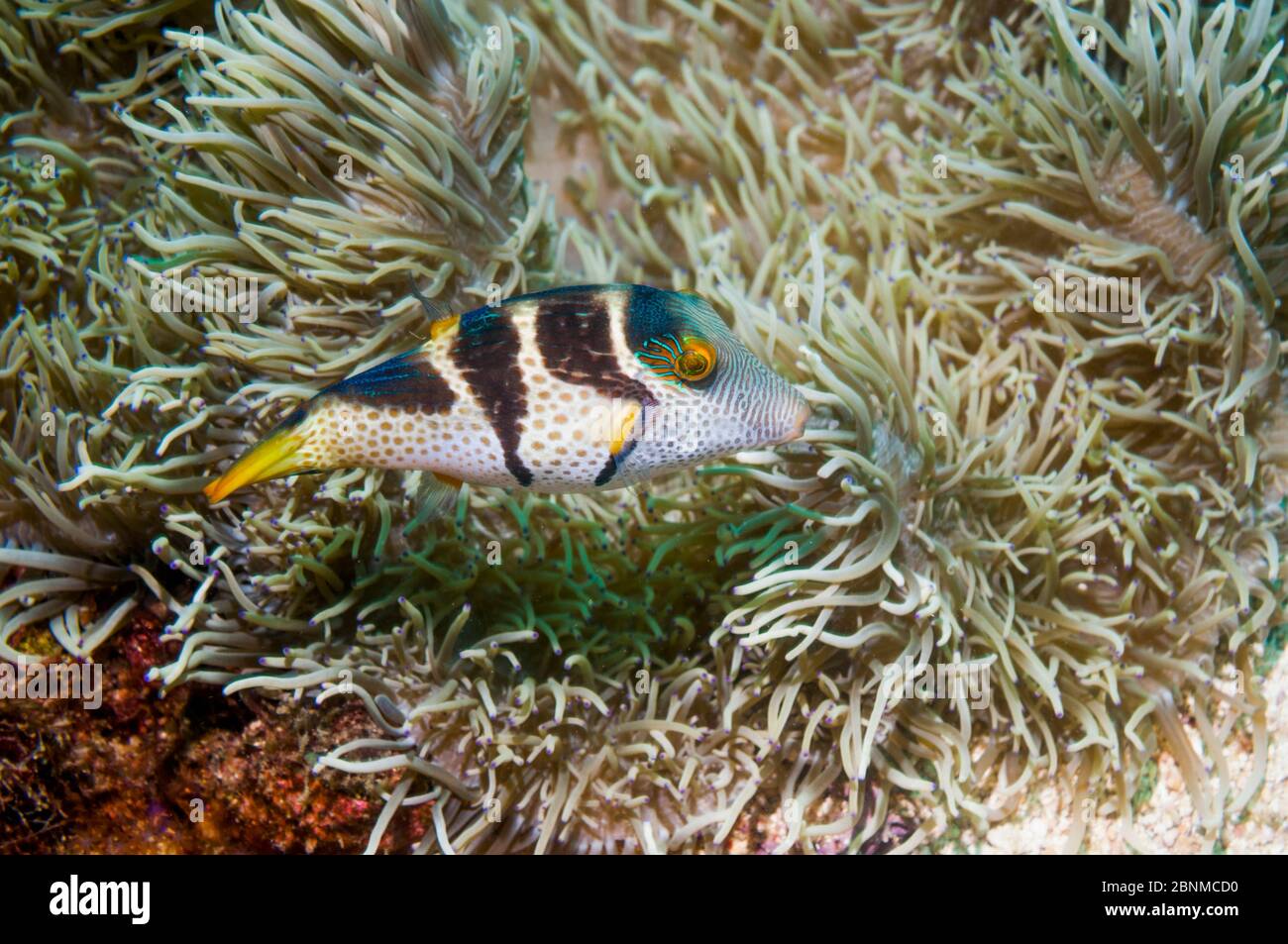 Valentini's sharp nosed puffer (Canthigaster vanlentini) Cebu ...