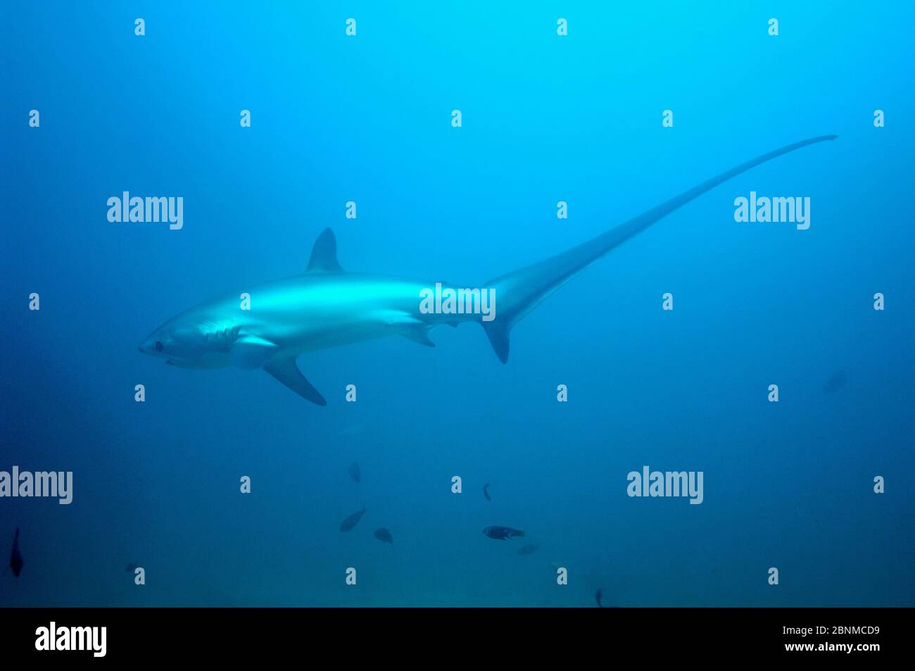 Thresher shark (Alopias pelagicus) swimming over seabed to be cleaned ...