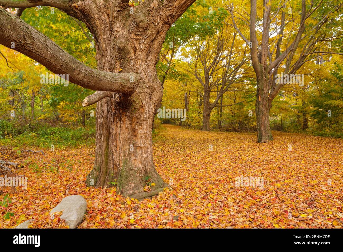 Maple trees along a walking path at Odiorne Point State Park (Fort ...