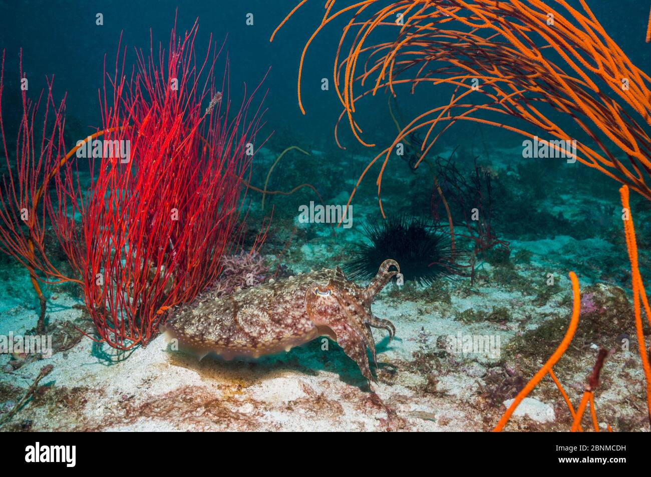 Broadbill cuttlefish (Sepia latimanus) Cebu, Malapascua Island ...