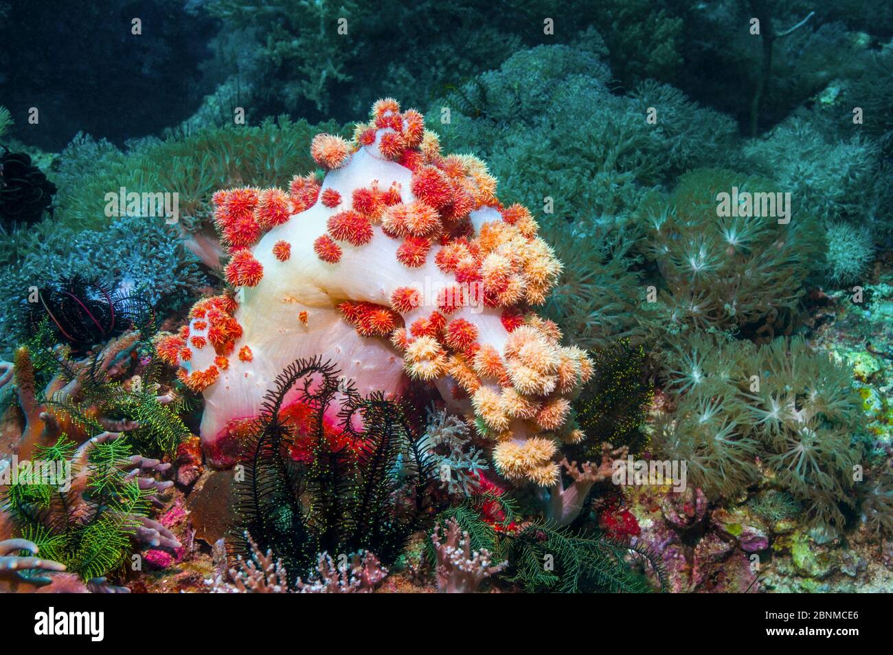 Soft coral (Dendronephthya sp.) Cebu, Malapascua Island, Philippines ...