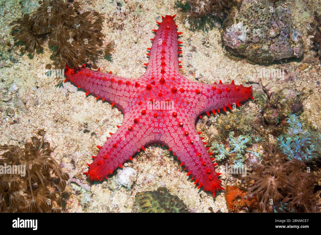 Honeycomb / Cushion starfish (Pentaceraster alveolatus) Malapascua ...