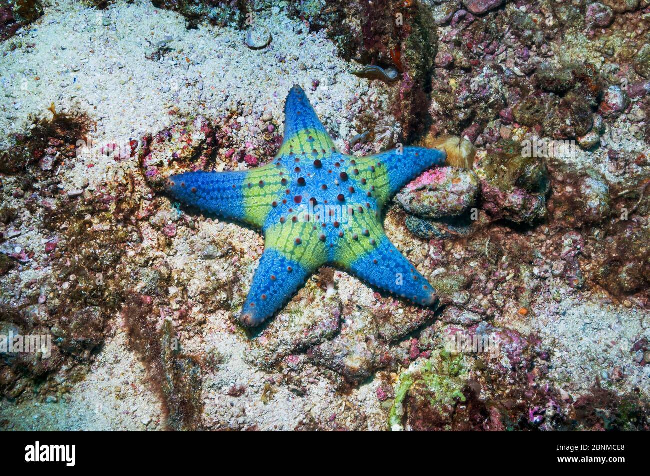 Honeycomb / Cushion starfish (Pentaceraster alveolatus) Malapascua ...