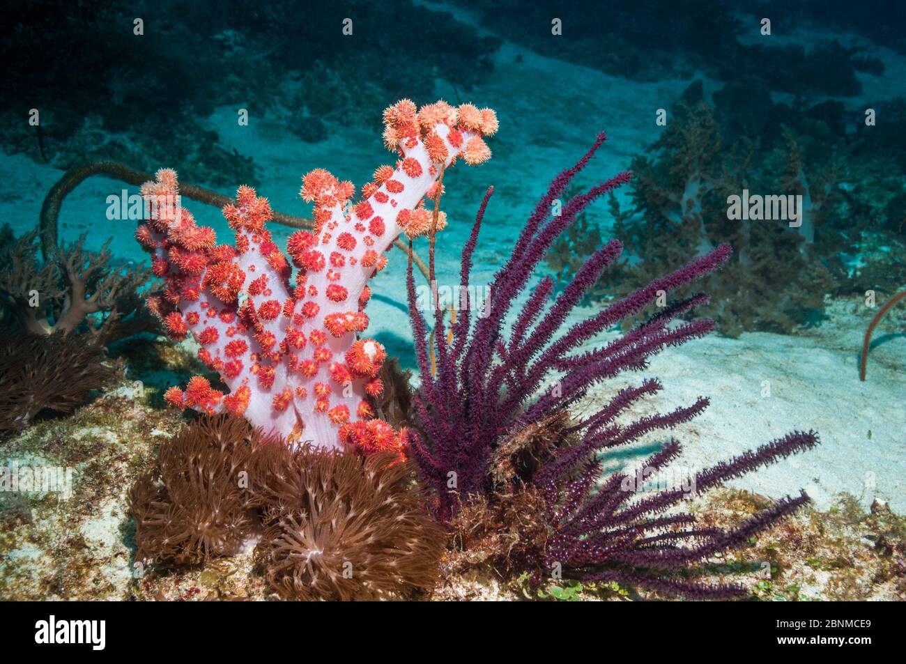 Soft coral (Dendronephthya sp.) Cebu, Malapascua Island, Philippines ...