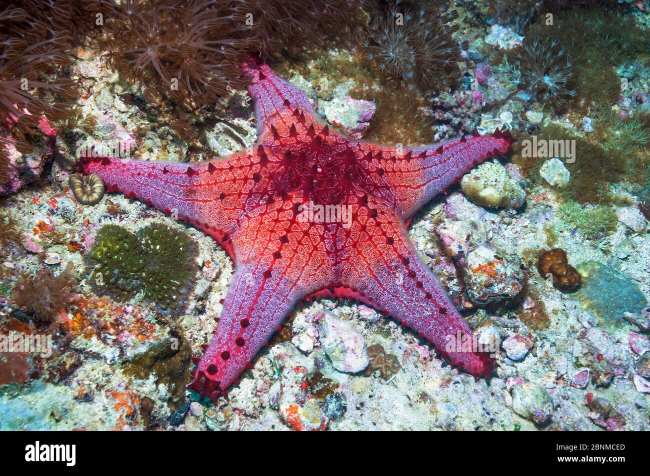 Honeycomb / Cushion starfish (Pentaceraster alveolatus) Malapascua ...
