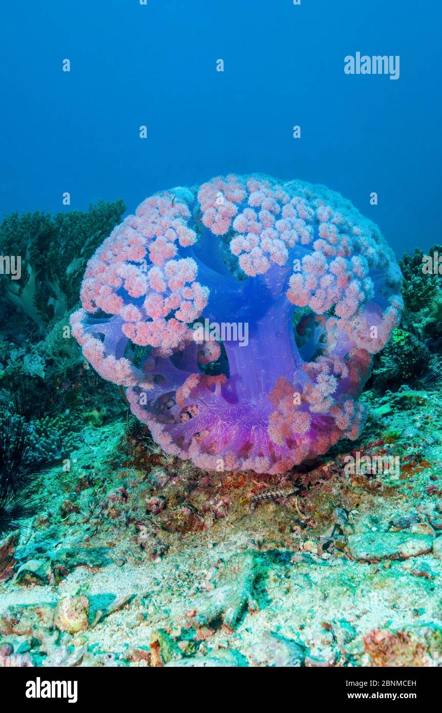 Soft coral (Dendronephthya sp.) Cebu, Malapascua Island, Philippines ...