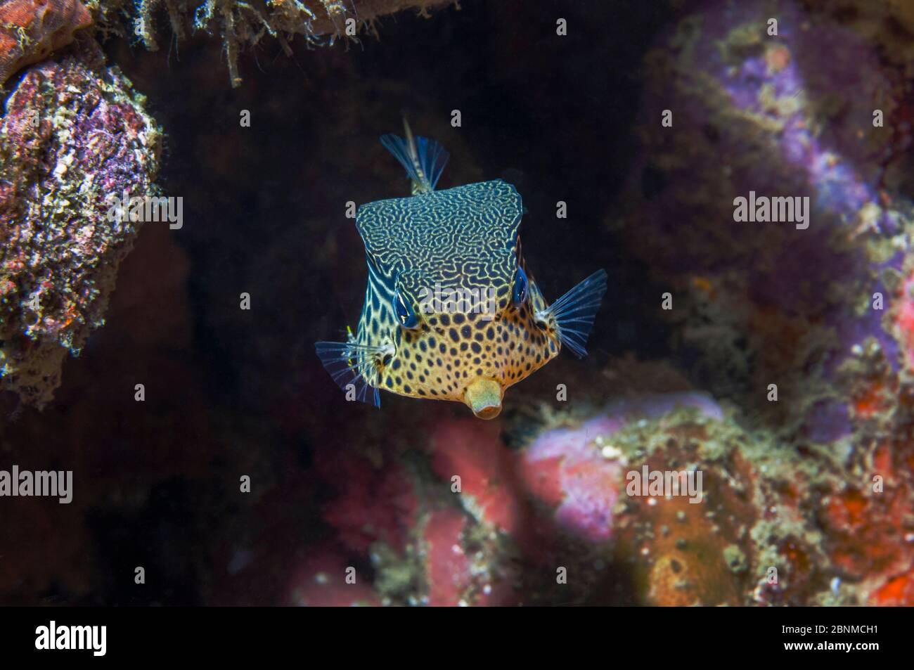 Solor / Reticulated boxfish (Ostracion solorensis) Cebu, Malapascua Island, Philippines ...
