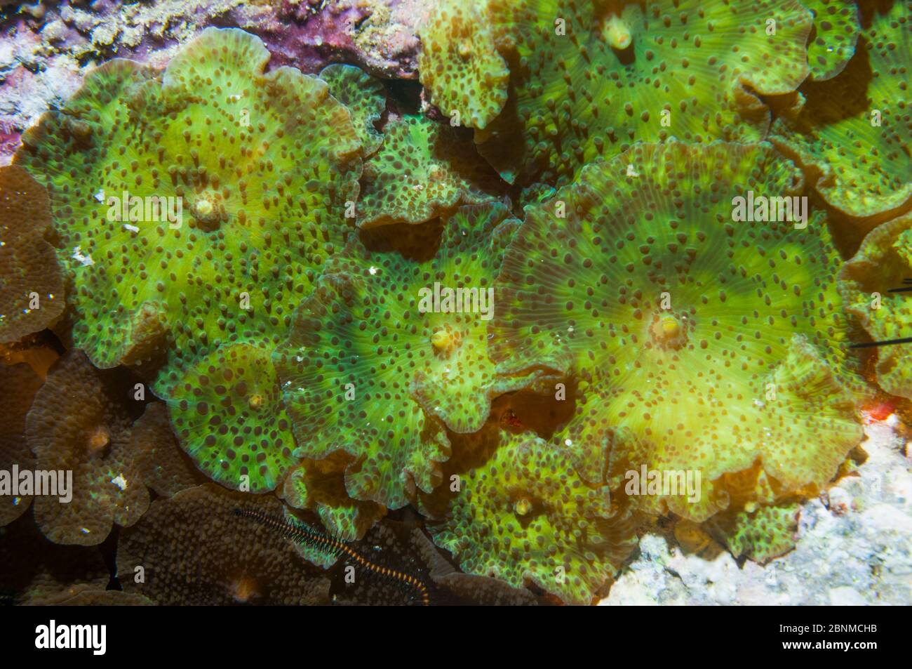 Disk anemone (Discosoma sp) Cebu, Malapascua Island, Philippines ...