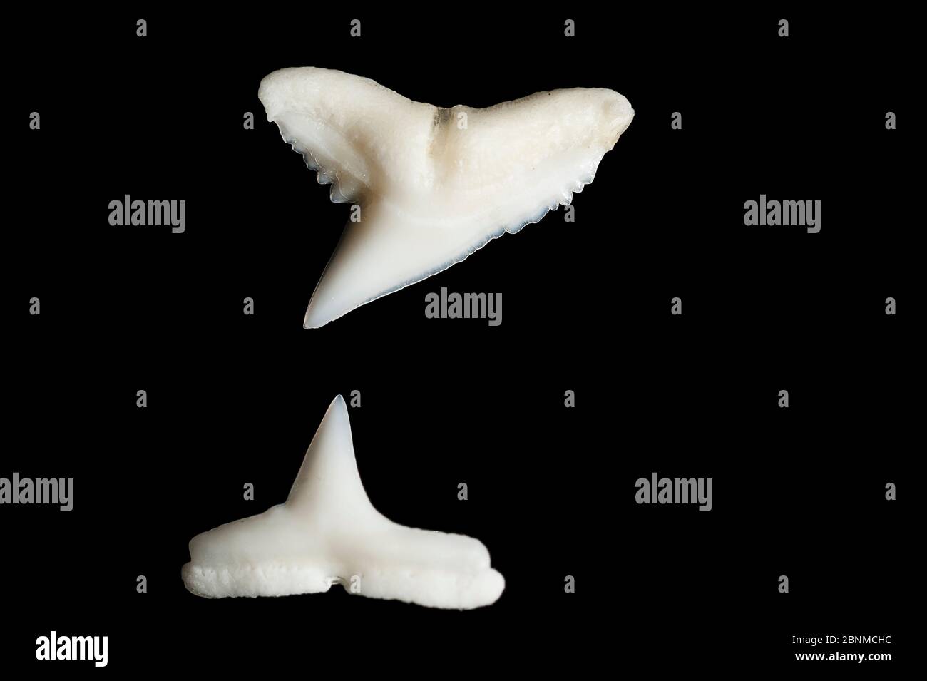 Night shark (Carcharinus signatus) upper and lower teeth on display at ...