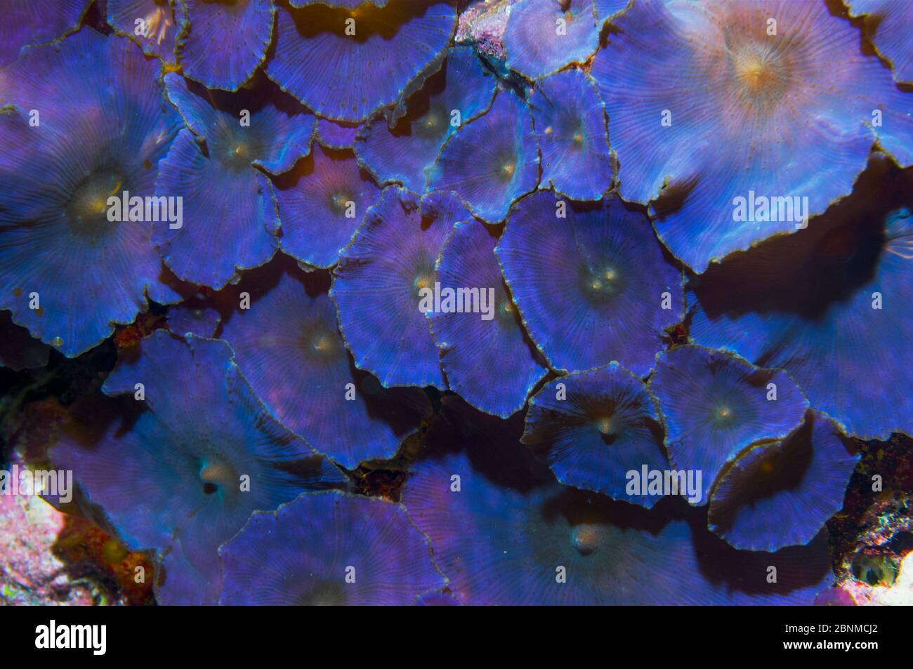 Disk anemone (Discosoma sp) Cebu, Malapascua Island, Philippines ...