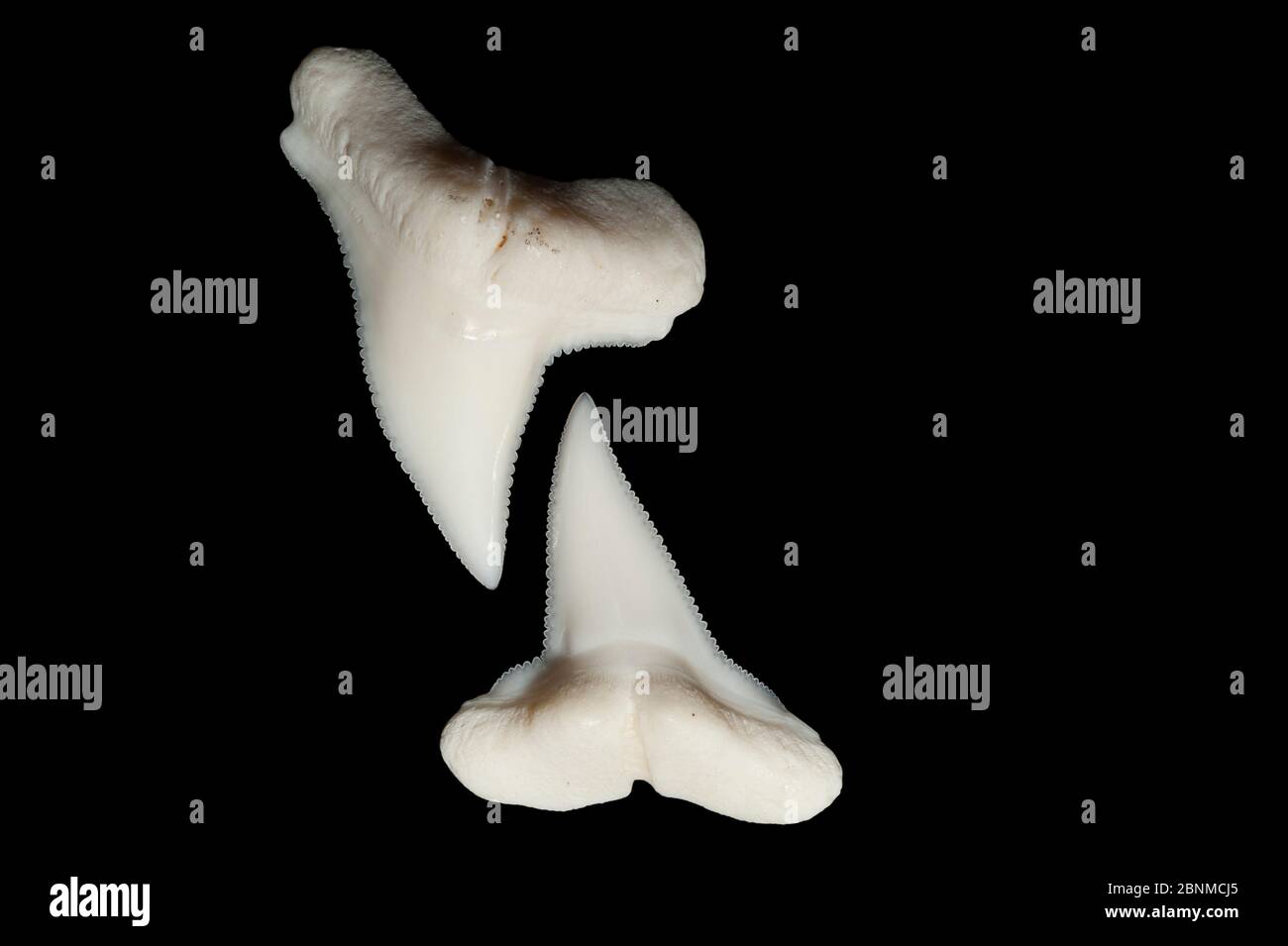 Great hammerhead shark (Sphyrna mokarran) upper and lower teeth on ...