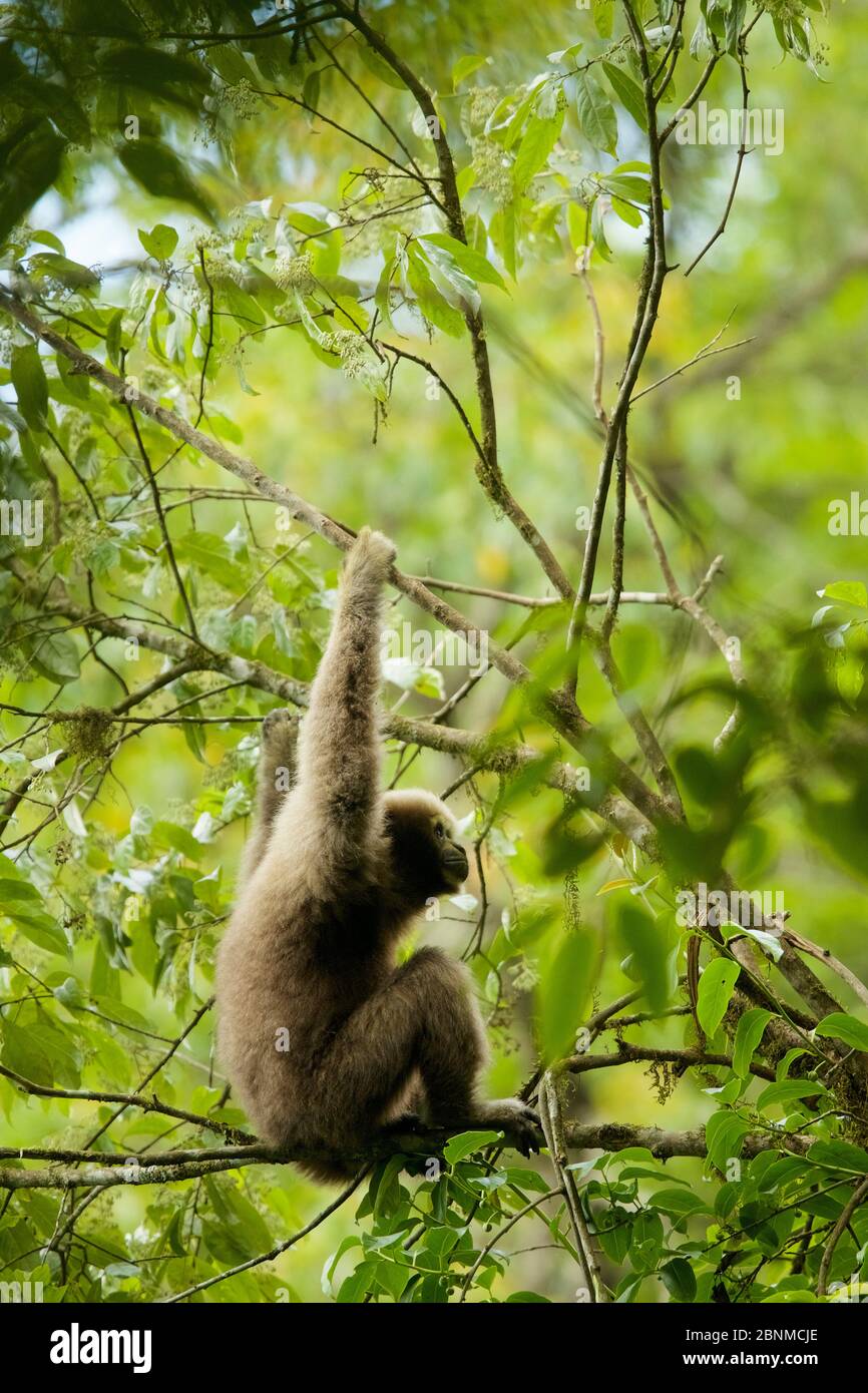 Gaoligong mountains national nature reserve hi-res stock photography ...