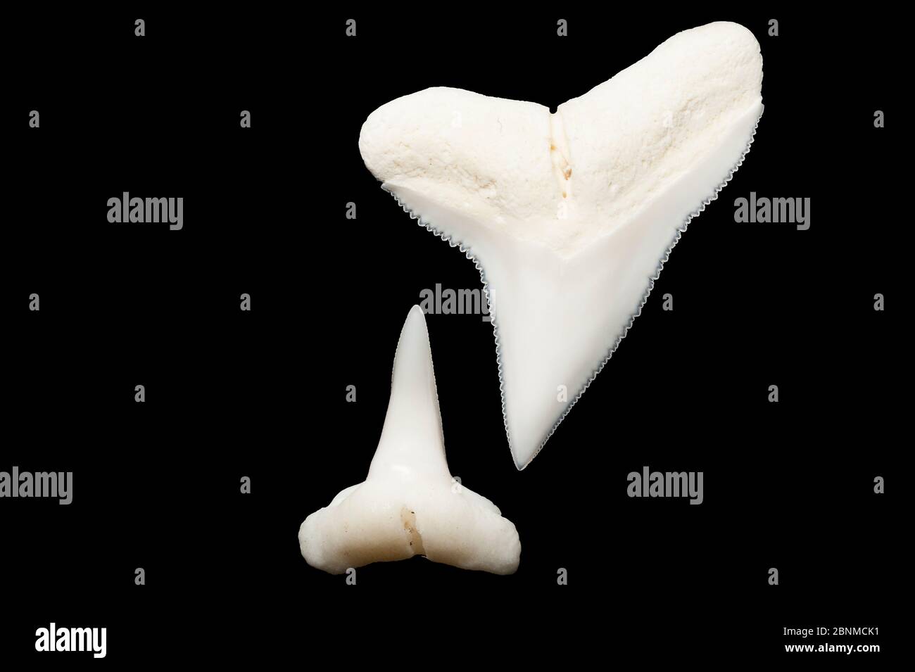 Grey reef shark (Carcharhinus amblyrhynchos) upper and lower teeth, on ...