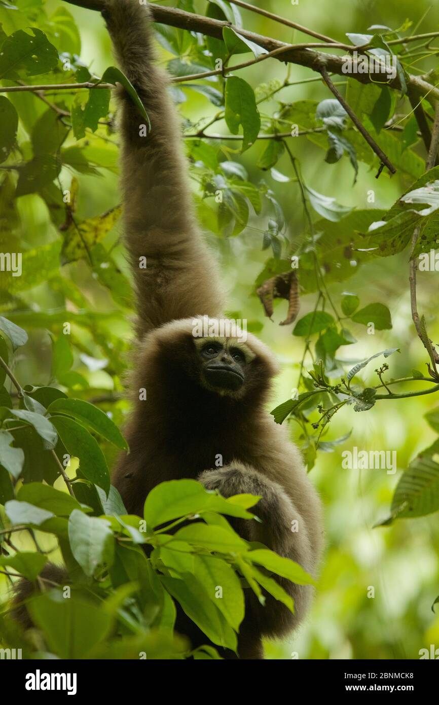 Skywalker hoolock gibbon (Hoolock tianxing) formerly described as ...