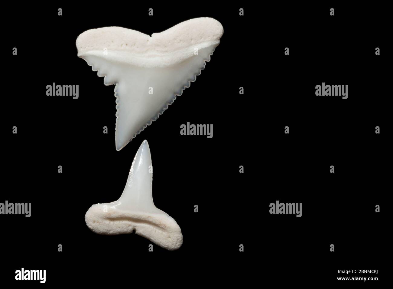 Carcharhinus falciformis teeth hi-res stock photography and images - Alamy