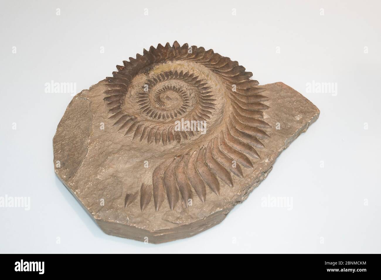 Whorl tooth shark (Helicoprion bessonovi) fossil mould of the spiral ...