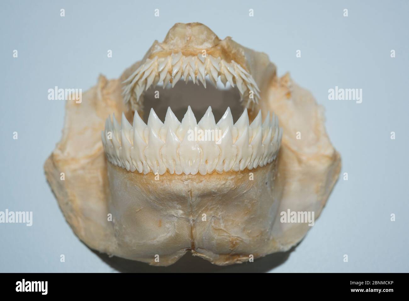 Kitefin shark (Dalatias licha) jaws and teeth on display at ...
