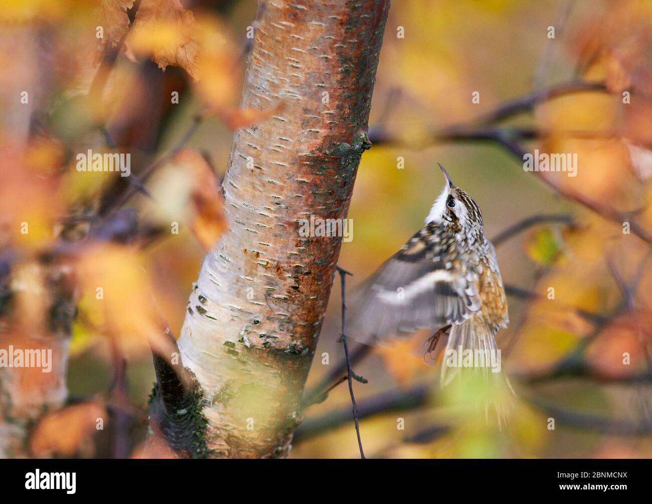 Treecreeper (Certhia familiaris) flying to tree, Uto, Finland, October ...
