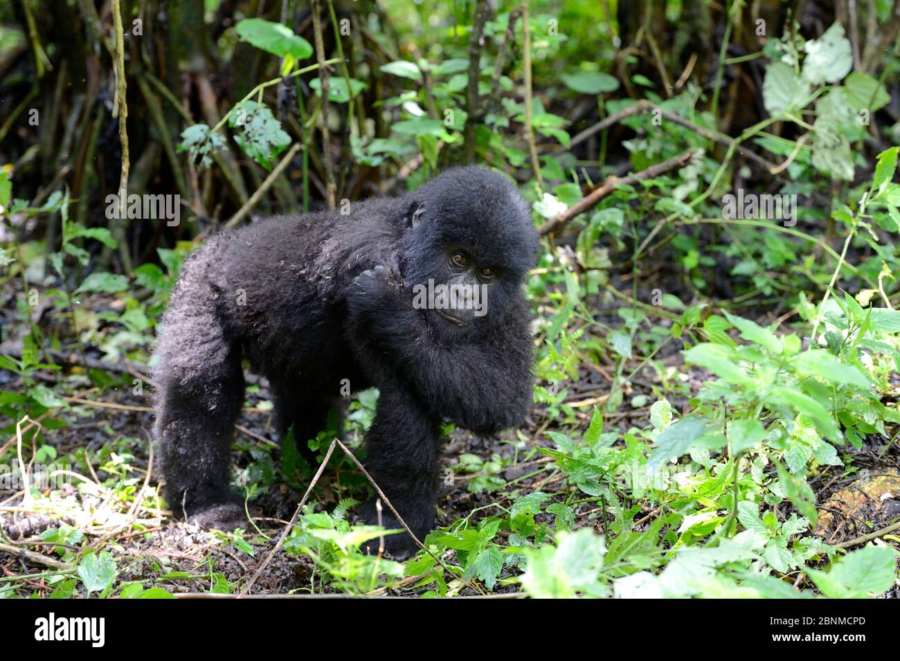 Gorilla scratching hi-res stock photography and images - Alamy