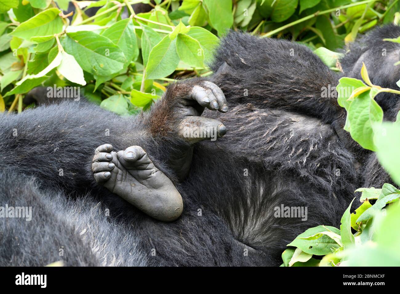 Gorilla hands and feet hi-res stock photography and images - Alamy