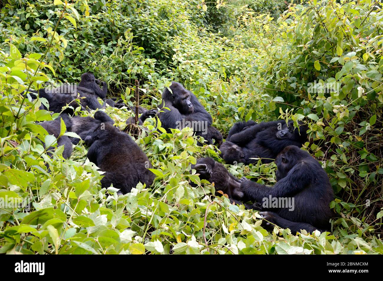 Eastern lowland gorilla family hi-res stock photography and images - Alamy