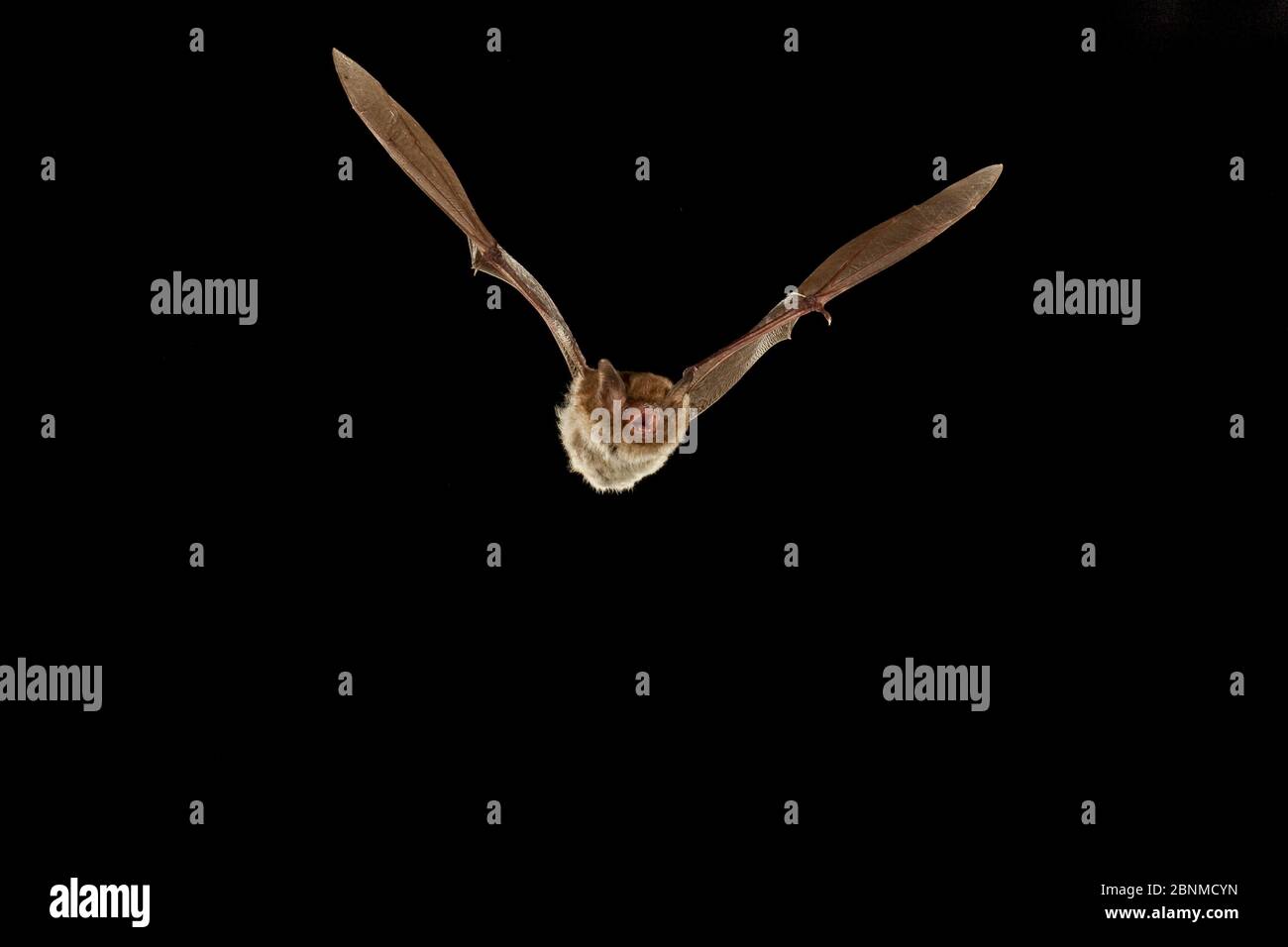 Southeastern myotis bat (Myotis austroriparius) in flight, Big Thicket ...