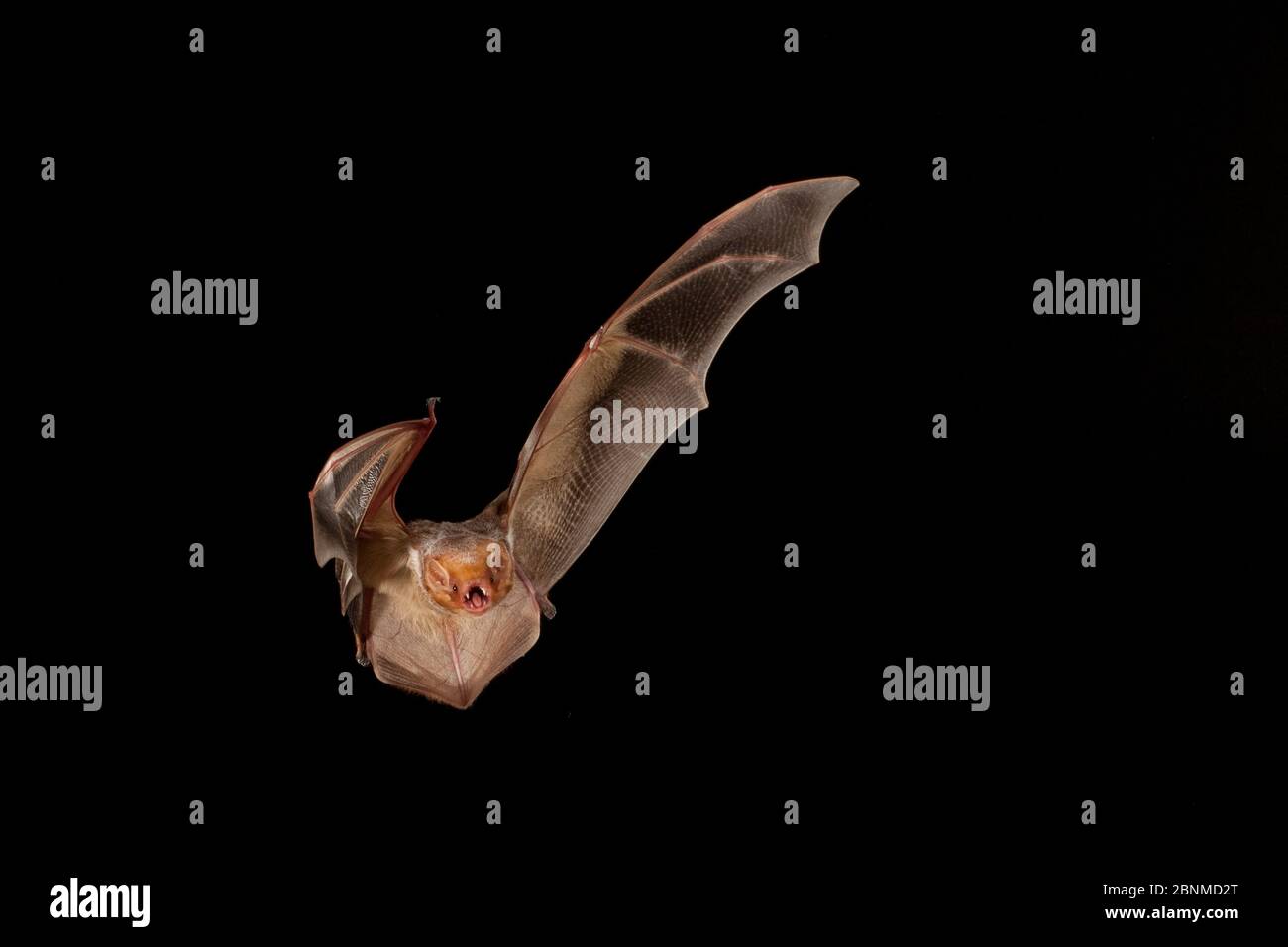 Eastern red bat lasiurus borealis hi-res stock photography and images ...