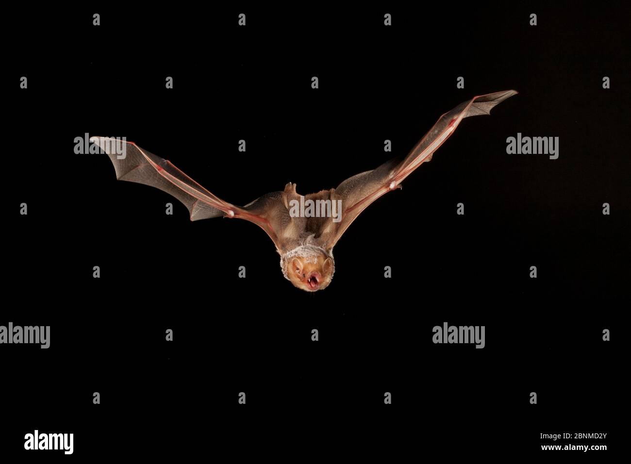 Eastern red bat (Lasiurus borealis) female flying, San Saba County ...