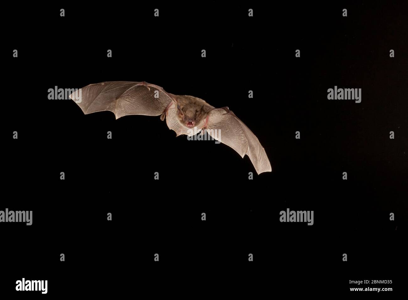 Cave myotis bat (Myotis velifer) flying, San Saba County, Texas, USA ...