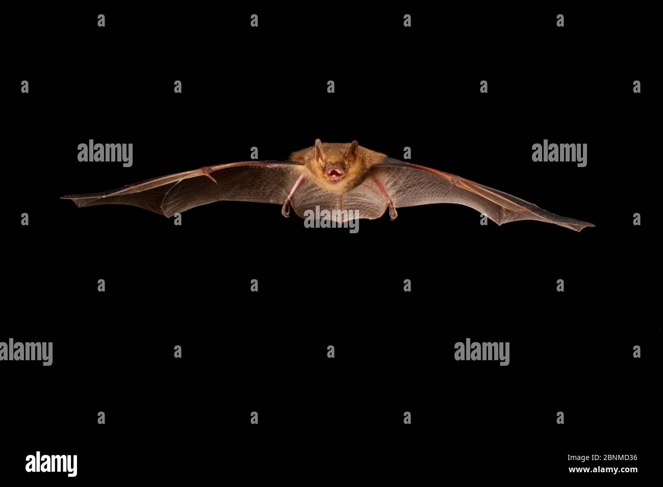 Eastern Pipistrelle Skull