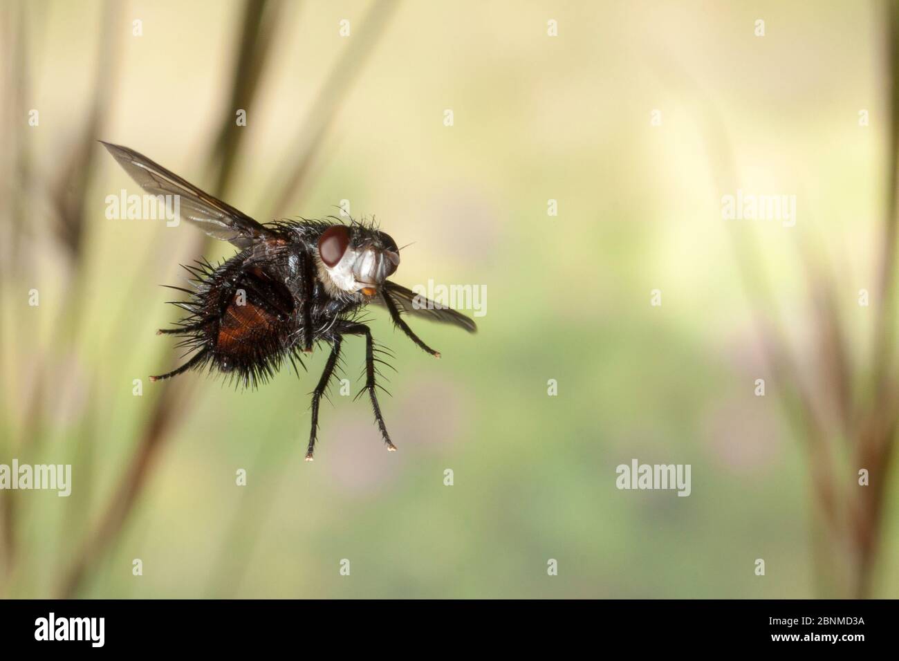 Tachinid or Parasitic fly (Epalpus signifer) flying Travis County ...