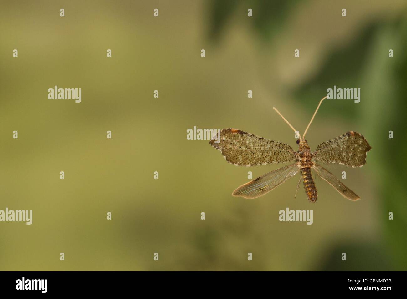 Berothidae hi-res stock photography and images - Alamy