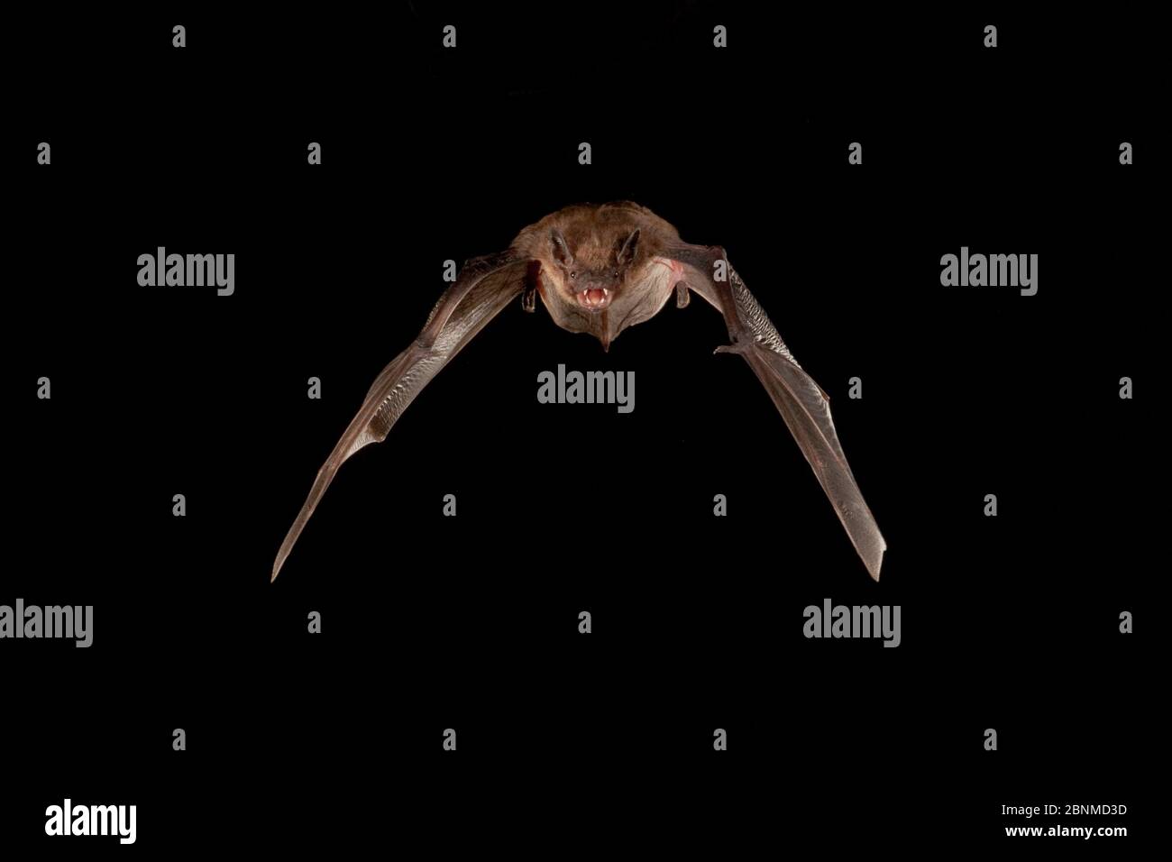 Evening bat nycticeius humeralis hi-res stock photography and images ...