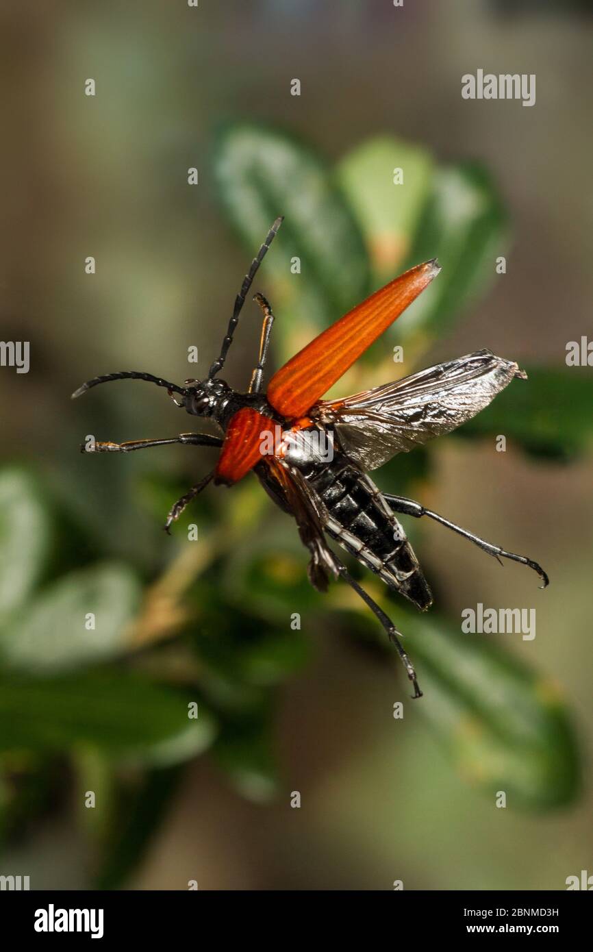 Tarantula hawk mimic hi-res stock photography and images - Alamy