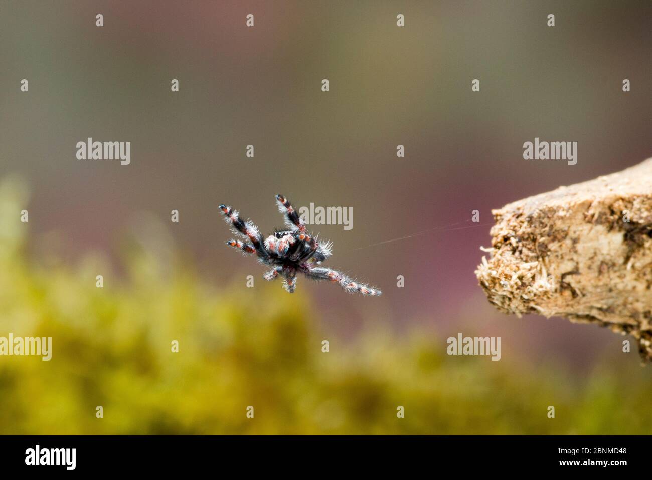 Young male Bold jumper (Phidippus audax) jumping with its drag line ...