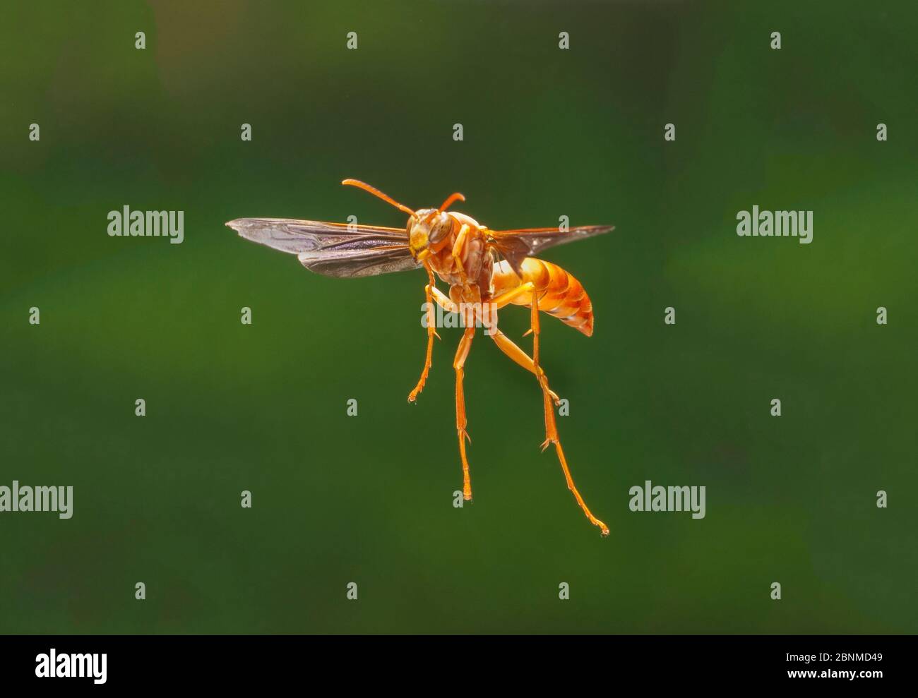 Yellow jacket wasp in flight hi-res stock photography and images - Alamy