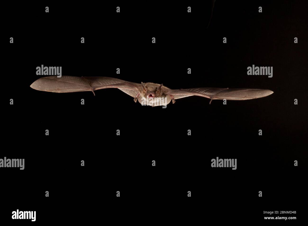 Cave myotis bat (Myotis velifer) flying, San Saba County, Texas, USA ...
