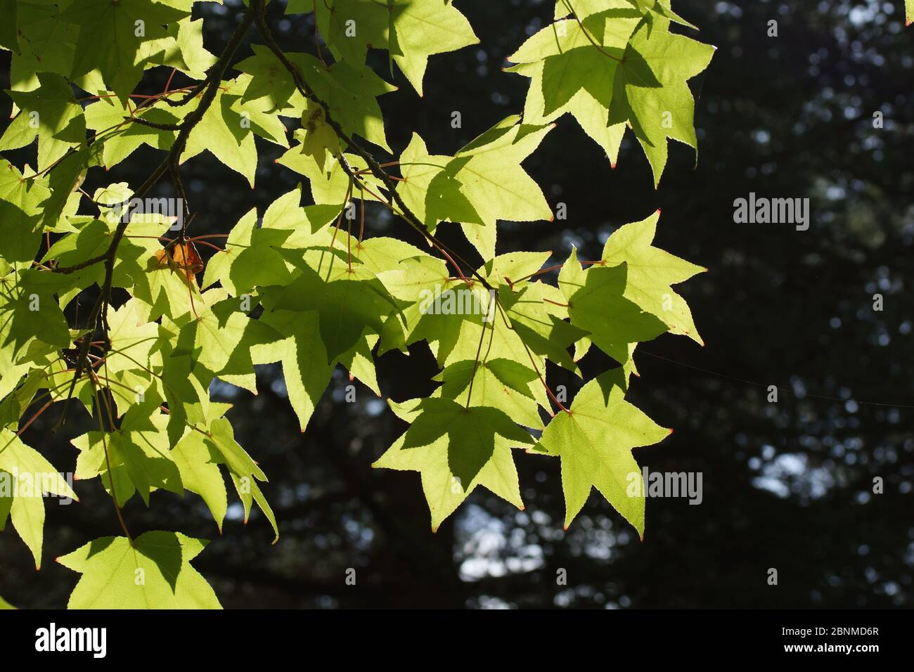 Five pointed star shaped leaves hi-res stock photography and images - Alamy