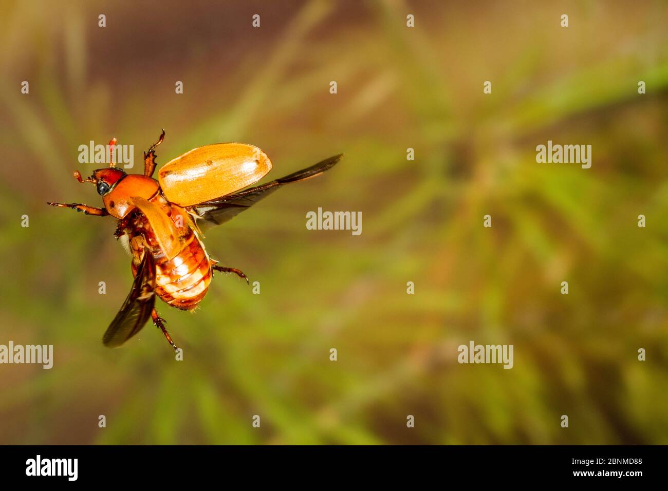 Grapevine beetle (Pelidnota punctata) flying, Tuscaloosa County ...