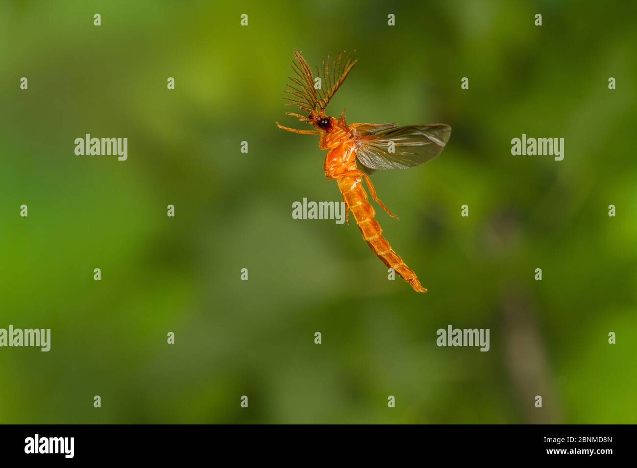 Phengodes hi-res stock photography and images - Alamy