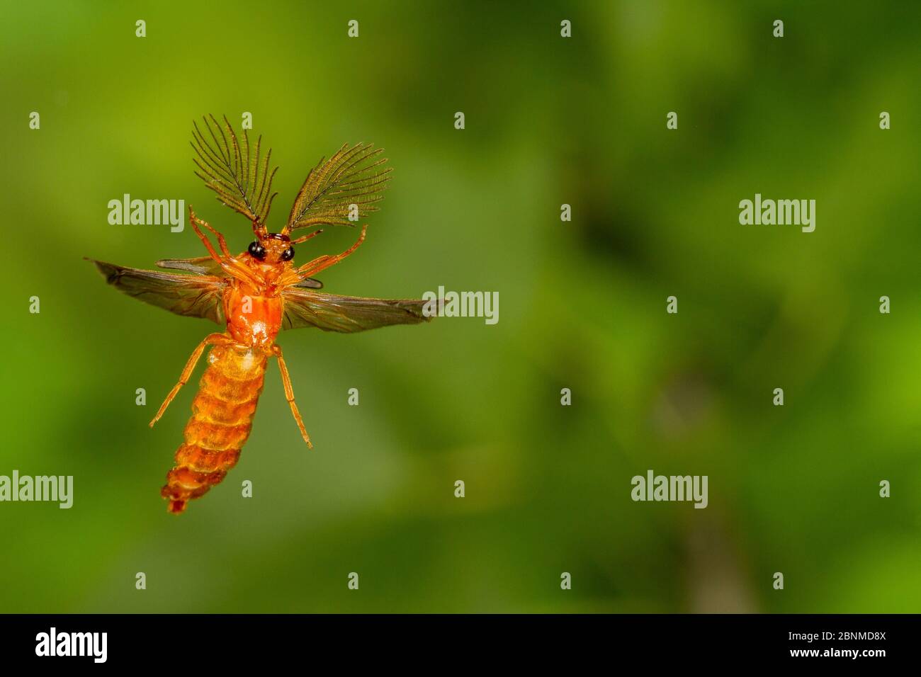 Glowworm beetle (Phengodes sp.) male flying, Tuscaloosa County, Alabama ...