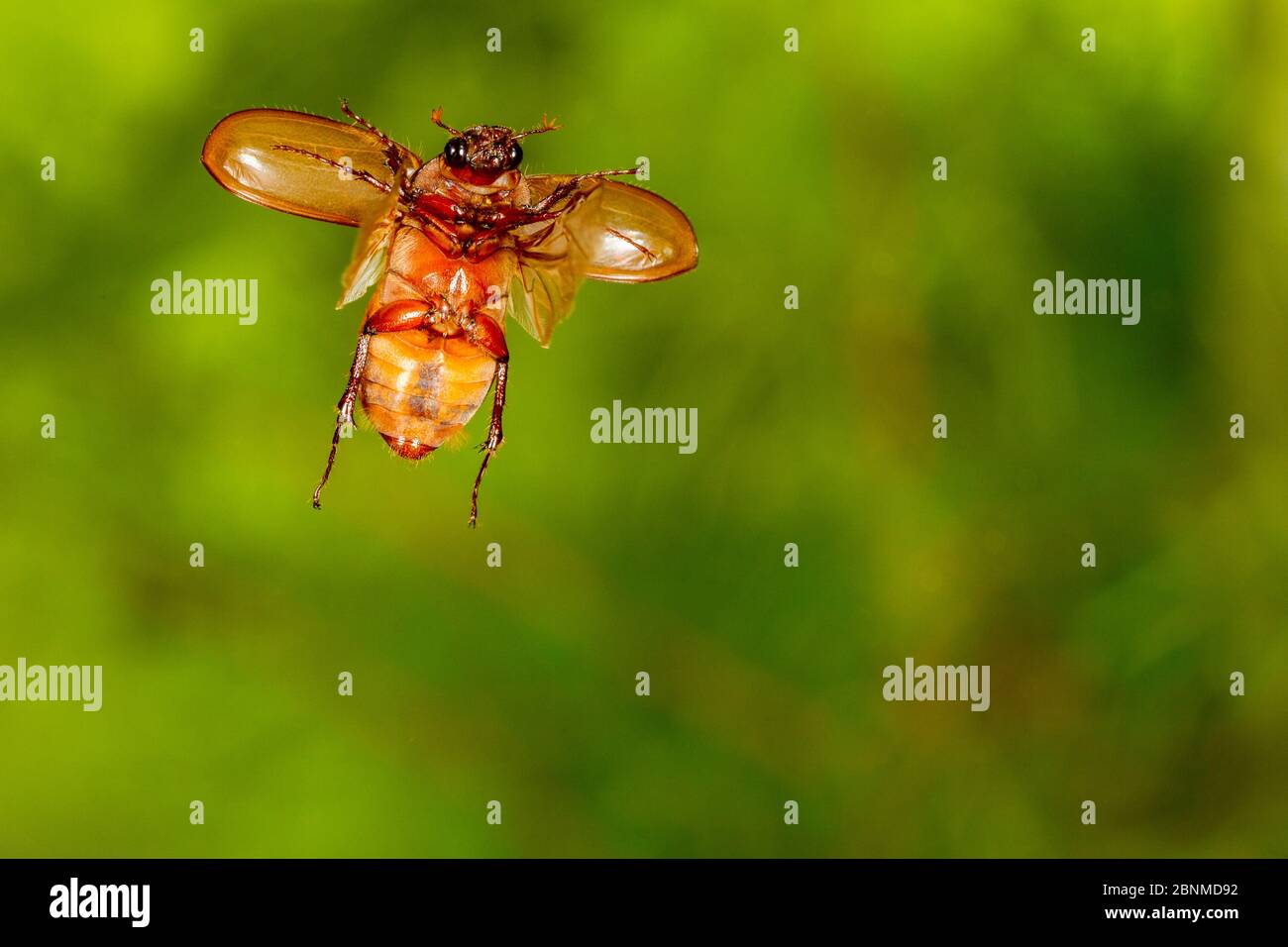 May beetle (Phyllophaga sp.) flying, Tuscaloosa County, Alabama, USA ...