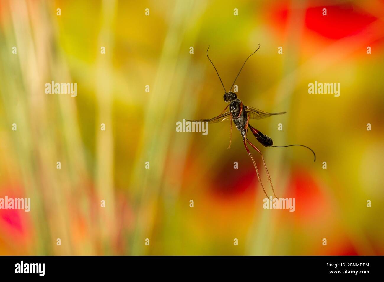 Aulacid wasp hi-res stock photography and images - Alamy