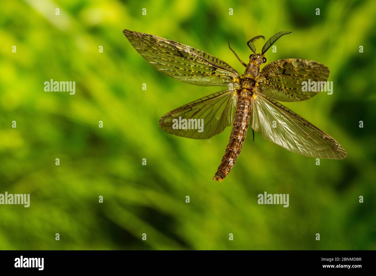 Chauliodes rastricornis hi-res stock photography and images - Alamy