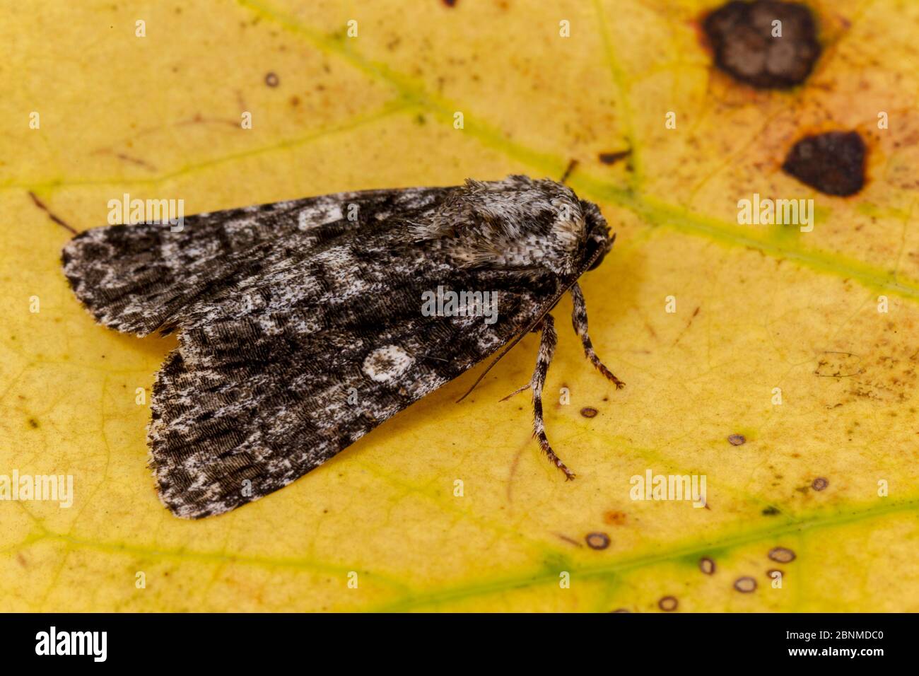 Afflicted dagger moth hi-res stock photography and images - Alamy