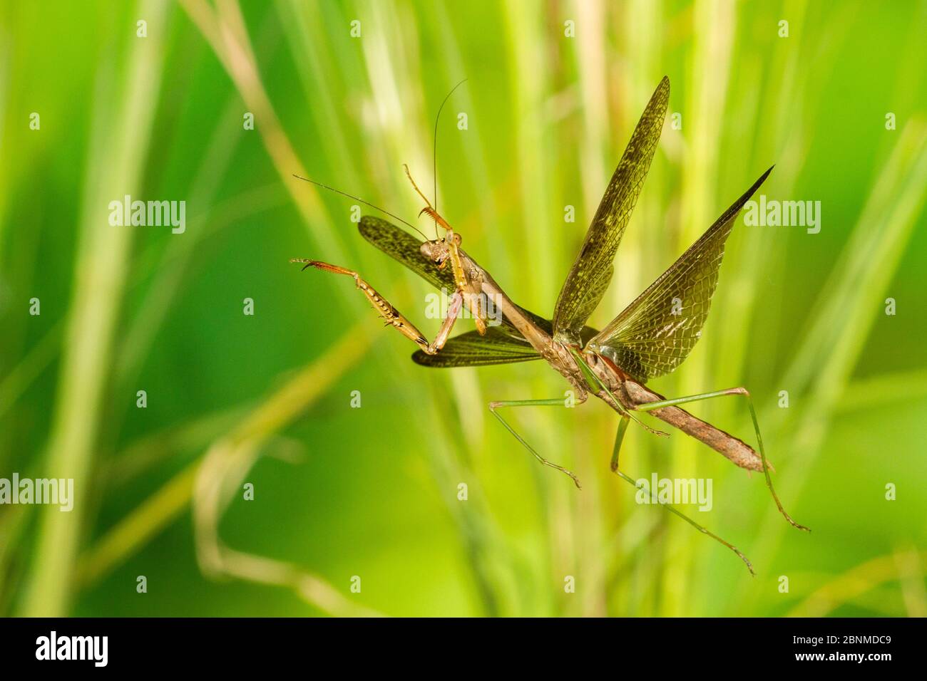 Gryllus carolinus hi-res stock photography and images - Alamy